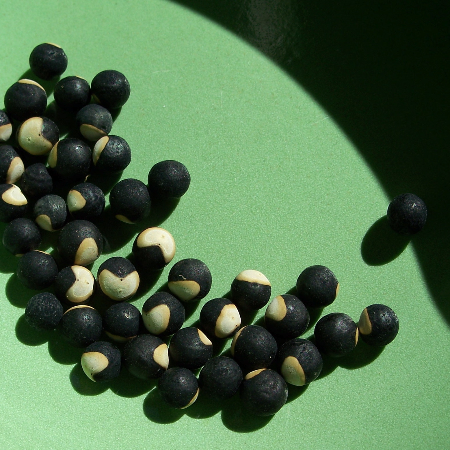 Faire ses propres graines de fleurs ! - Le Jardin des Cinq Sens - Yvoire