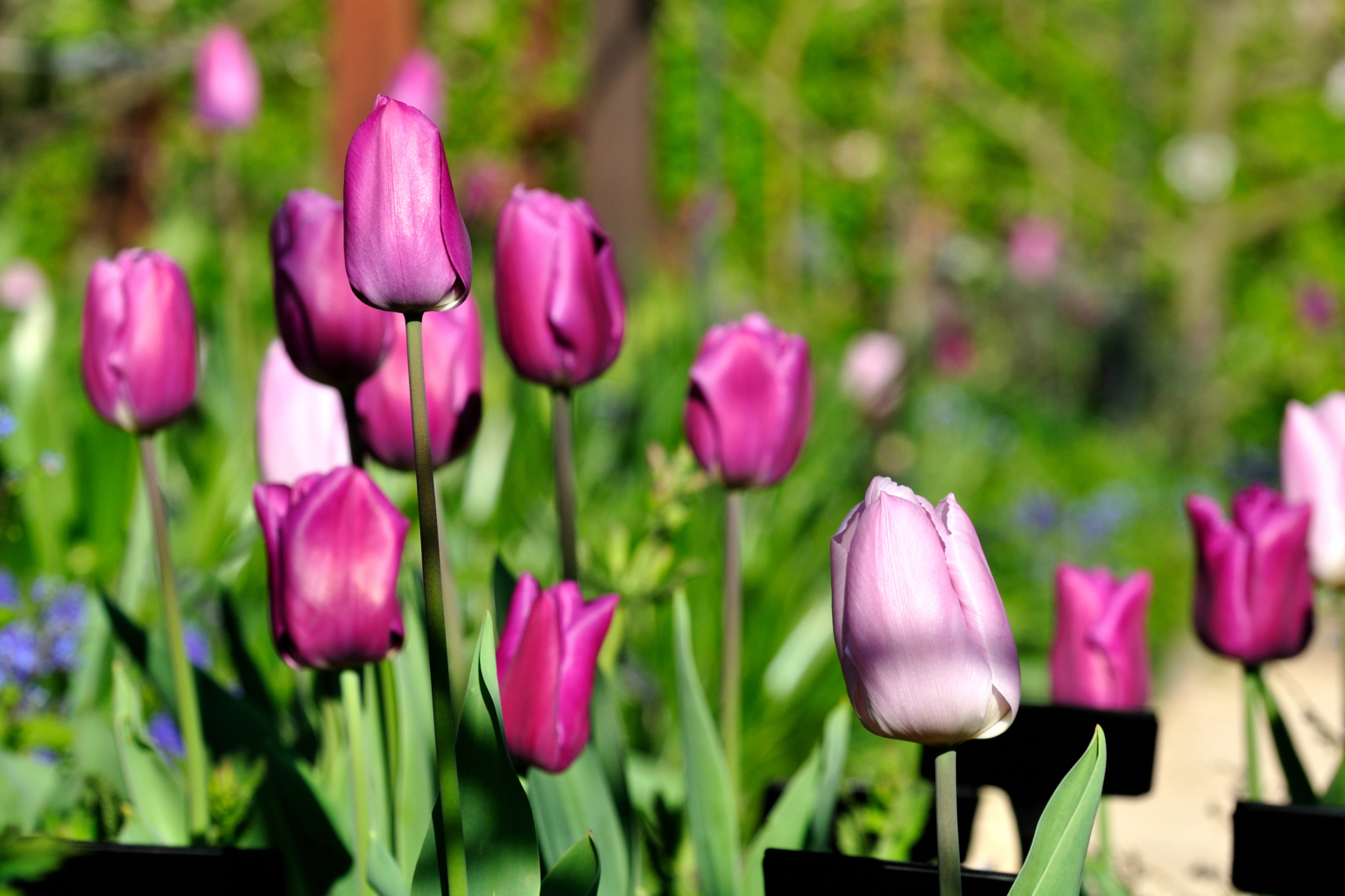 La plante du mois: la Tulipe - Le Jardin des Cinq Sens - Yvoire
