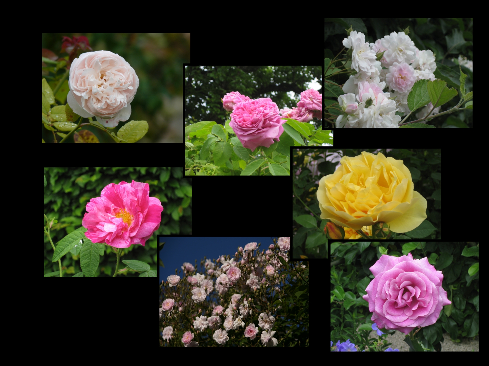 Les roses sont en fleur ! - Le Jardin des Cinq Sens - Yvoire
